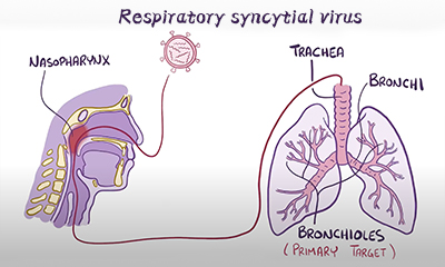 AntibodySystem: Innovative Biolabs | Reliable Bioreagents