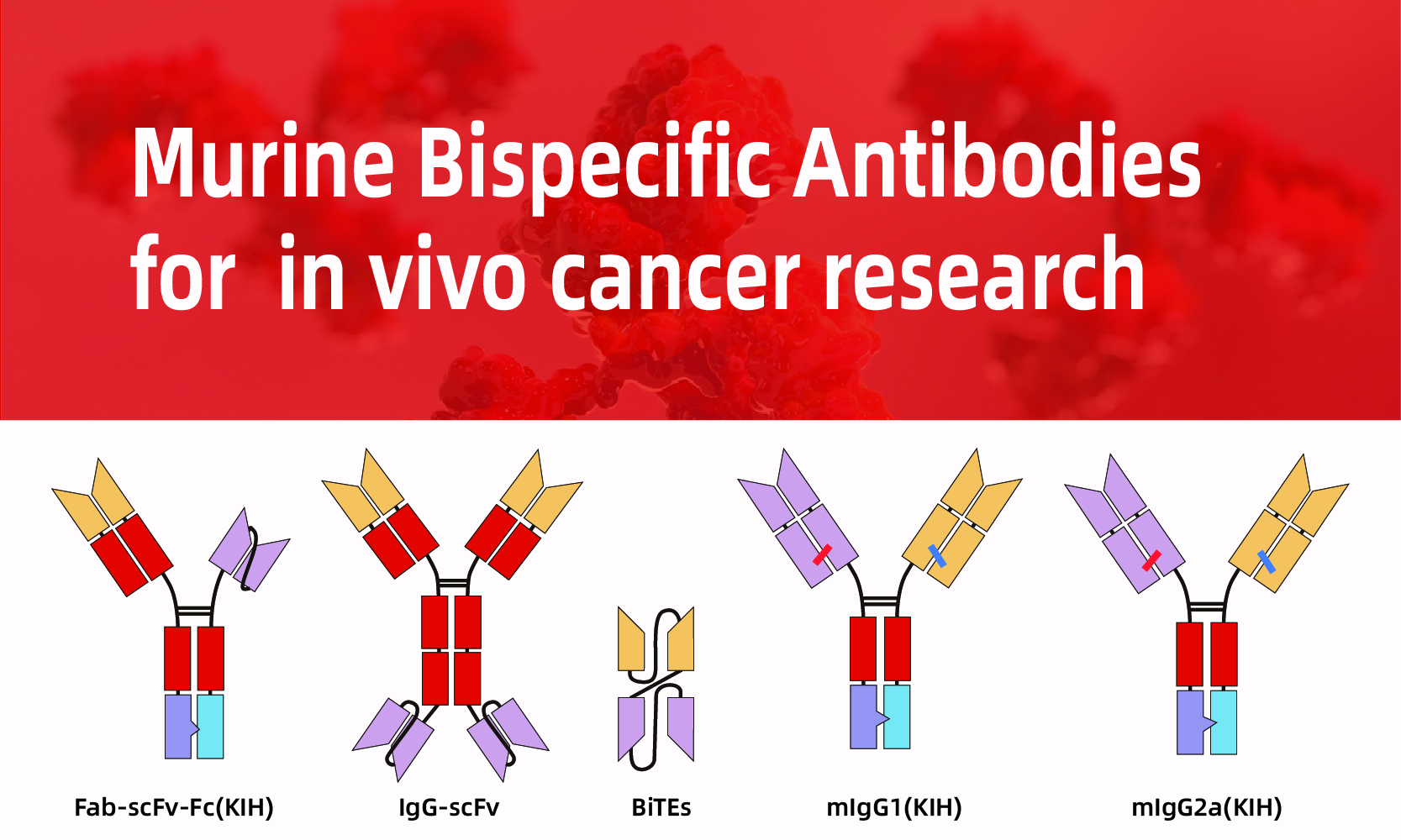 AntibodySystem: Innovative Biolabs | Reliable Bioreagents