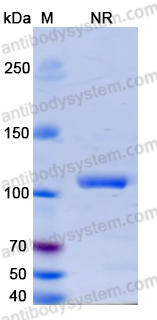 Buy research grade Erfonrilimab biosimilar ，anti-KN-046, KN046 antibody