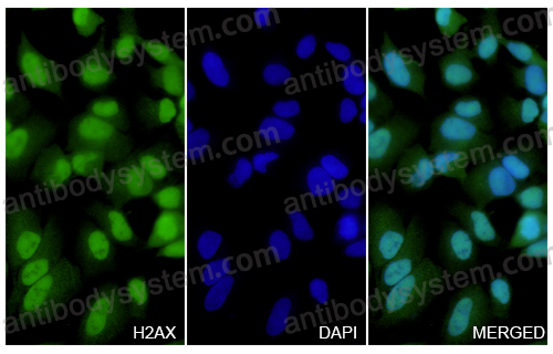 Buy Anti-H2AX Polyclonal antibody