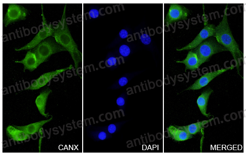 Buy Anti-CANX Polyclonal antibody
