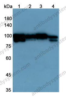 Buy Anti-CANX Polyclonal antibody