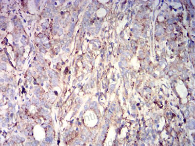 Anti-CD63 Antibody (R3B44)_AntibodySystem