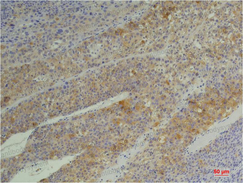 Anti-PPIB Antibody (R3G30)_AntibodySystem