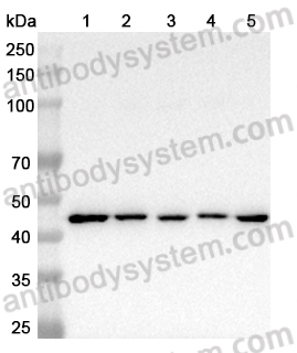 Buy Anti-ACTB/β-actin/Beta Actin Antibody (SAA0339)