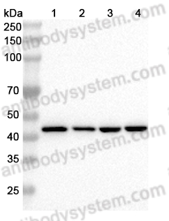 Buy Anti-ACTB/β-actin/Beta Actin Antibody (SAA0339)