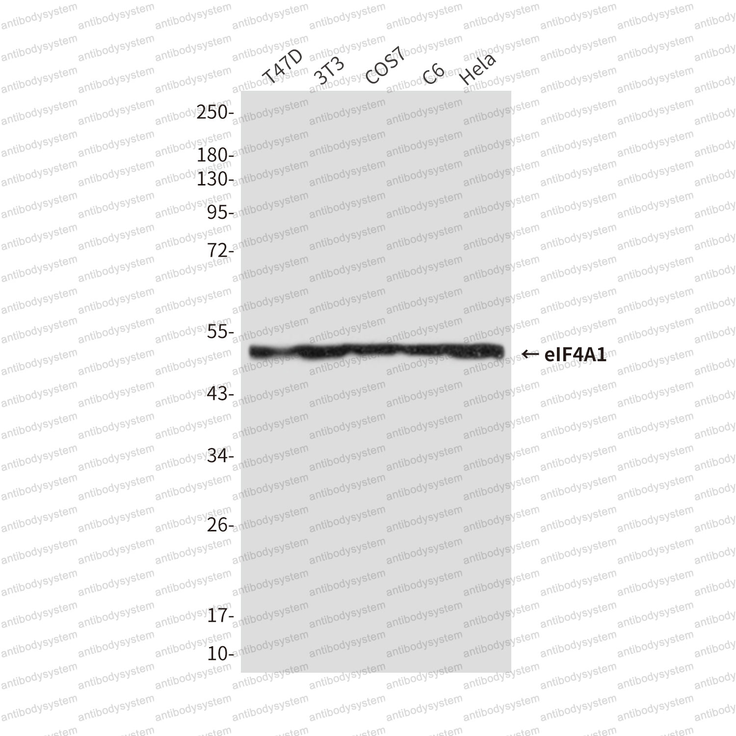 Anti-EIF4A1 Antibody (R3N81)_AntibodySystem