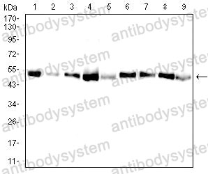 Anti-BAX Antibody (R3R55)_AntibodySystem