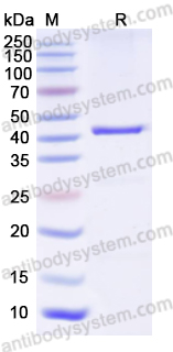 Buy Stable Receptor Related Protein (RAP) LRP1 Inhibitor