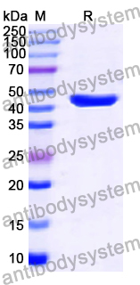 Buy Recombinant Human GATM Protein, N-His