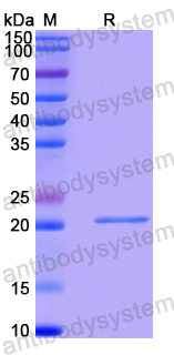 Buy Recombinant Human ID3 Protein, N-His-SUMO