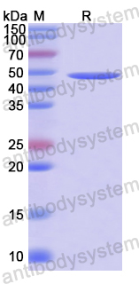 Buy Recombinant Human ADAM29, N-His