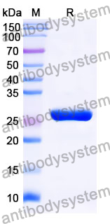 Buy Recombinant Mouse JAML Protein, N-His